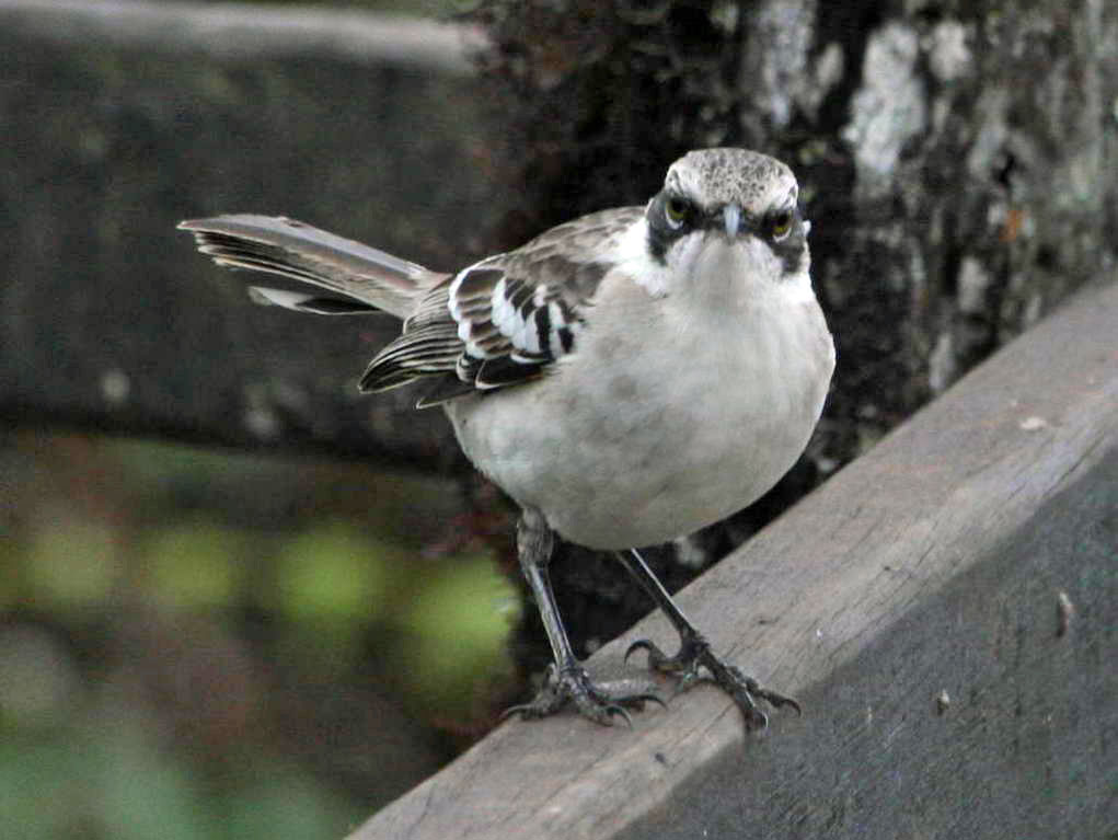 Shooting Mockingbirds – Kensho Homestead