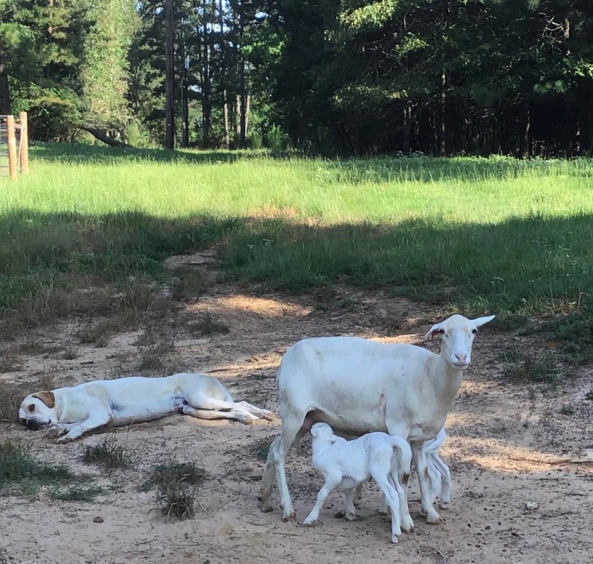 Milking Mamas, Busy as Bees – Kensho Homestead