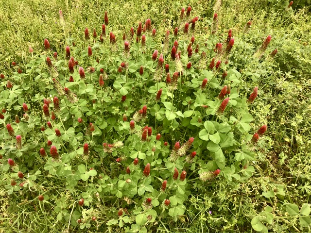 Millennial Pep Talk – Kensho Homestead